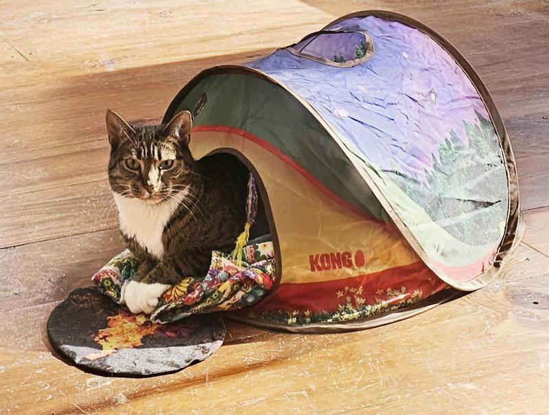 KONG Play Spaces Glamping Tent Cat Tunnels with Catnip Toy, Multicolor ...