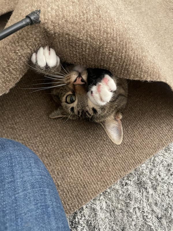 SNUGGLYCAT Ripple Rug Cat Activity Play Mat - Chewy.com