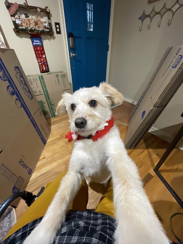 PURINA PRO PLAN VETERINARY DIETS UR Urinary Ox/St Dry Dog Food, 6-lb ...