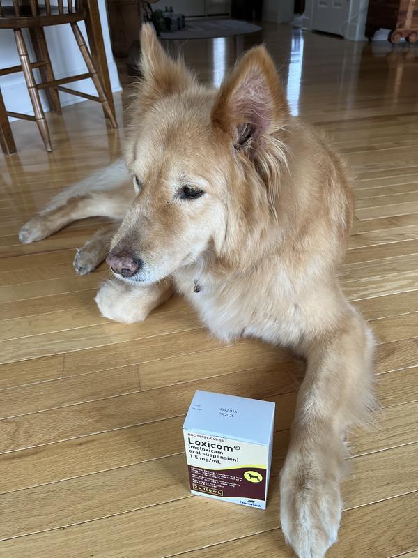 MELOXICAM (Generic) Oral Suspension for Dogs, 1.5 mg/mL, 200-mL - Easy ...