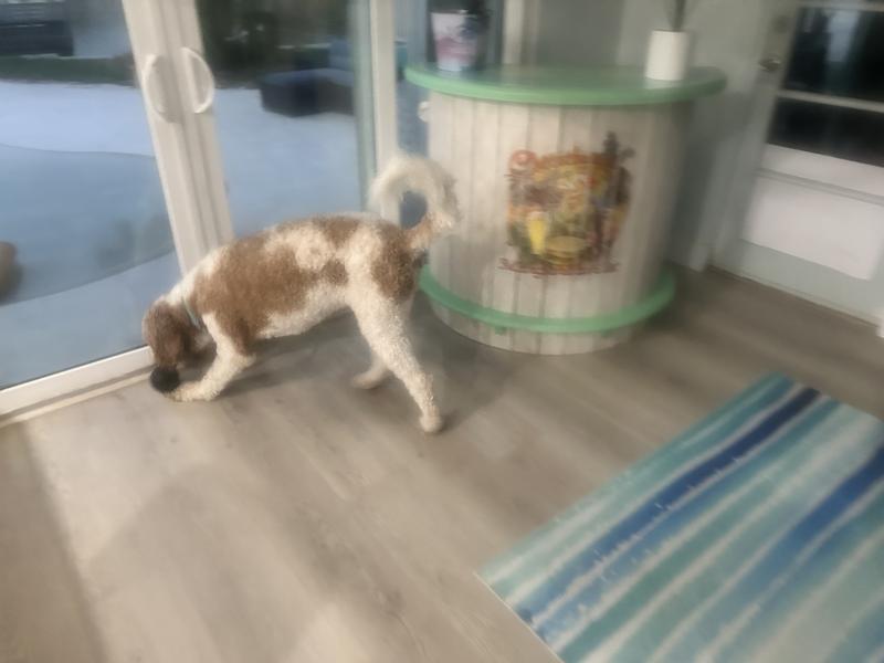 BARK Super Chewer Mutt'sel Ball for Aggressive Chewers Durable Squeaky Dog Chew Toy, Black ...