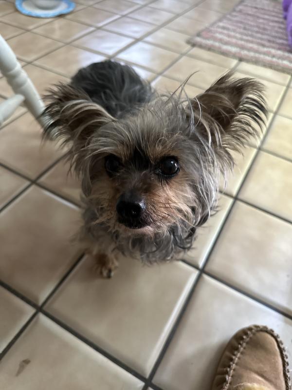 PIMOBENDAN COMPOUNDED Chicken Flavored Tablet for Dogs and Cats, 6-mg ...