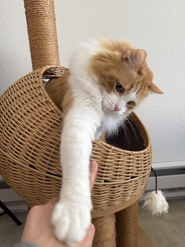 FRISCO Giraffe 51" Wicker Cat Tree & Condo - Chewy.com