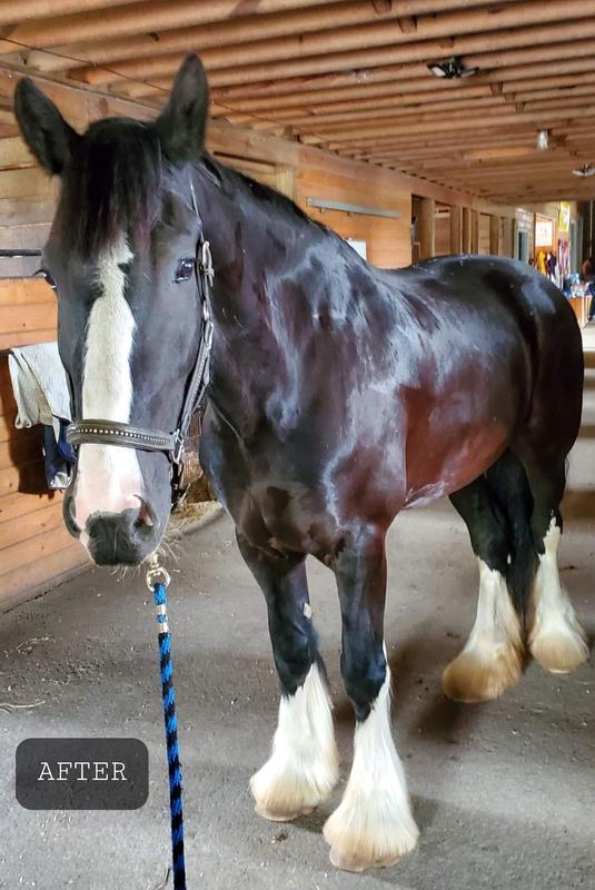 MANNA PRO Sho-Glo Complete Vitamin & Mineral Pellets Horse Supplement ...