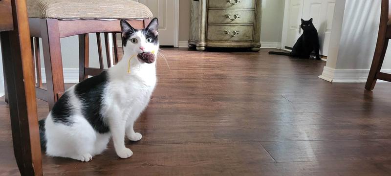 HARTZ Cattraction Crinkle Mice Cat Toy, Multi Color, 10 count - Chewy.com