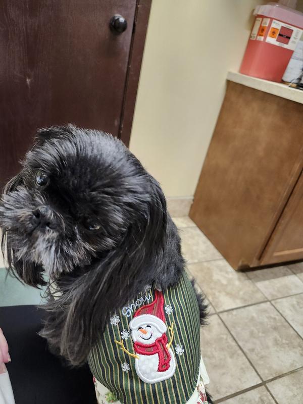 PANCREPLUS Tablets for Dogs & Cats, 425-mg - Easy Refills | Chewy Rx