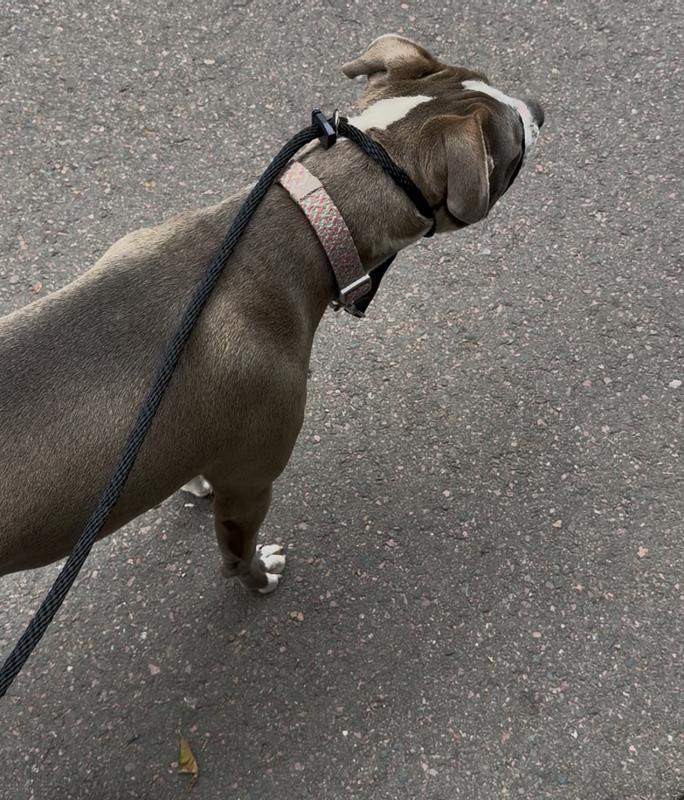 HEATHER'S HEROES The Sidekick Transitional Dog Training Leash, Blue ...