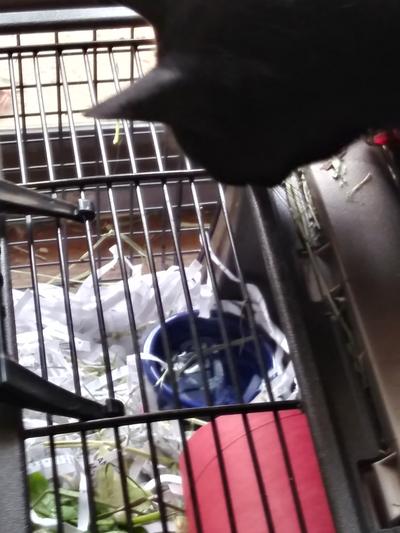 OXBOW Timothy Club Small Animal Hideout - Chewy.com