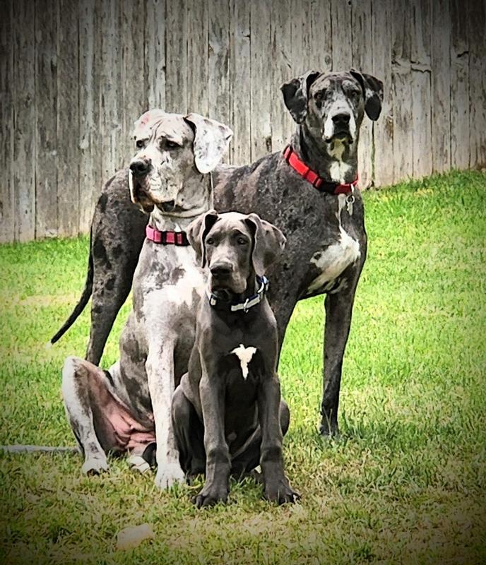 BONES & CHEWS Braided Bully Stick 12" Dog Treats, 1 count - Chewy.com