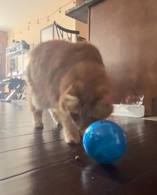 Discontinued - PETSAFE SlimCat Interactive Cat Feeder, Orange, 0.66-cup ...