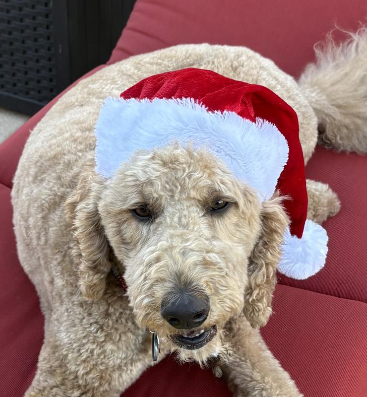 FRISCO Holiday Dog & Cat Santa Hat, 1 count, Medium/Large - Chewy.com
