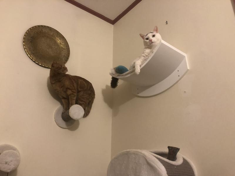 OURPETS Cosmic Catnip, 2.25-oz jar - Chewy.com