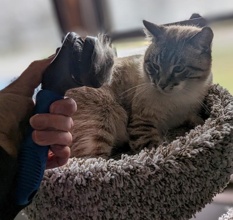 FRISCO Self-Cleaning Slicker Cat Brush - Chewy.com