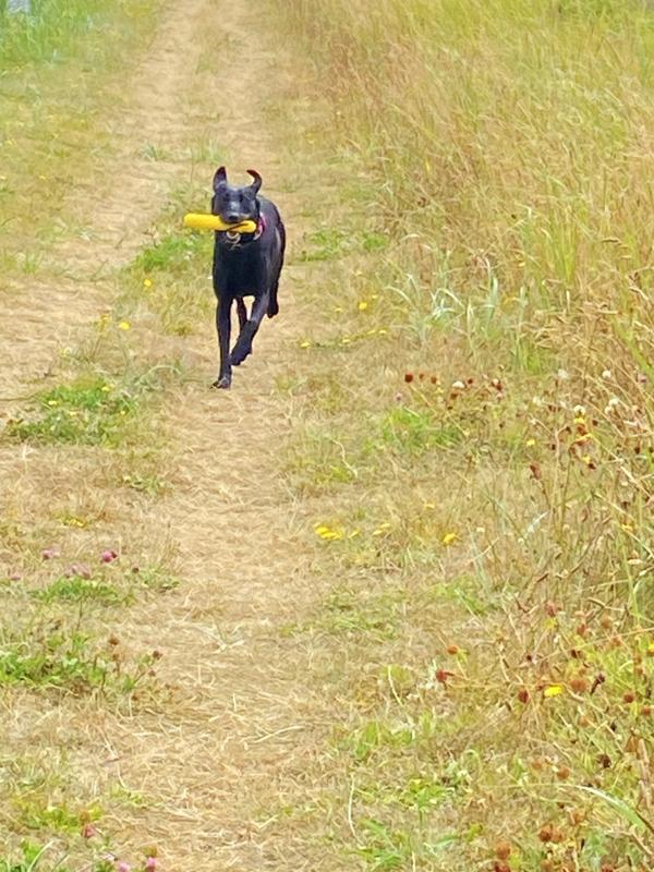 HOUND2O Rope Bumper Dog Toy, Yellow - Chewy.com