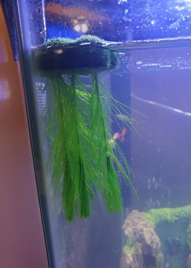 UNDERWATER TREASURES Floating Moss with Feather Roots Fish Aquarium ...