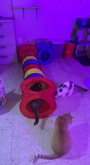 HDP Pop Open Collapsible Cat Tube & Tunnel Set - Chewy.com