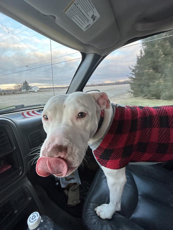 CADET Adult Beef Bully Hide Sticks Natural Dog Chew Treats, Large, 8 ...