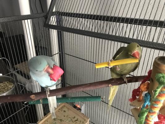 SUPER BIRD CREATIONS Critter Crunchies Bird Toy, 12 count - Chewy.com