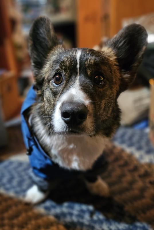 FRISCO Ultra Lightweight Dog & Cat Windbreaker with Removable Hood ...