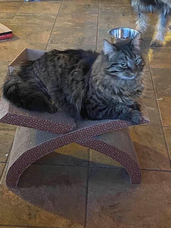 CATSTAGES Easy Life Hammock Cat Scratcher Toy with Catnip - Chewy.com