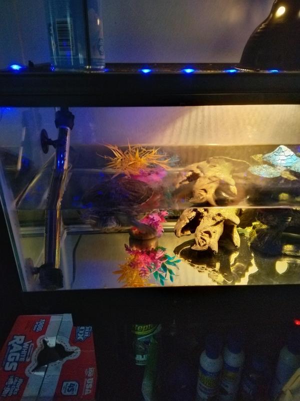 API Turtle Sludge Destroyer Aquarium Cleaner, 8-oz bottle - Chewy.com