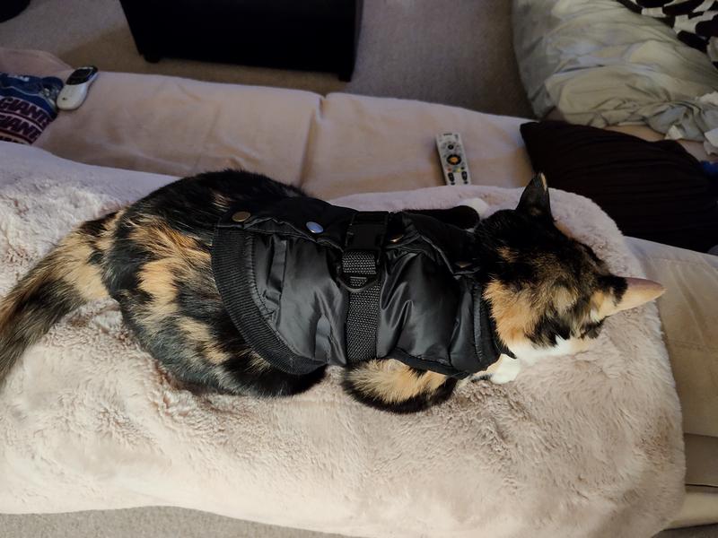 FRISCO Lightweight Belted Puffer Dog & Cat Jacket, Black, Small - Chewy.com