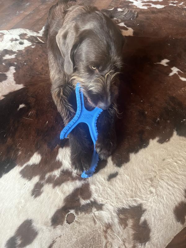 NERF DOG Tuff Tug Tire Infinity Dog Toy, 10-in - Chewy.com