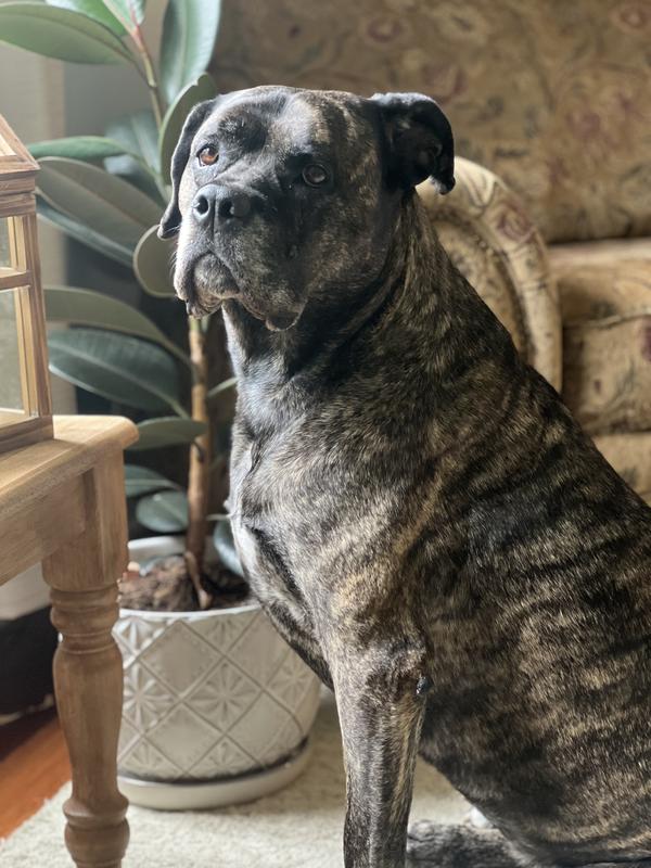 PROIN ER (phenylpropanolamine hydrochloride extended-release tablets ...