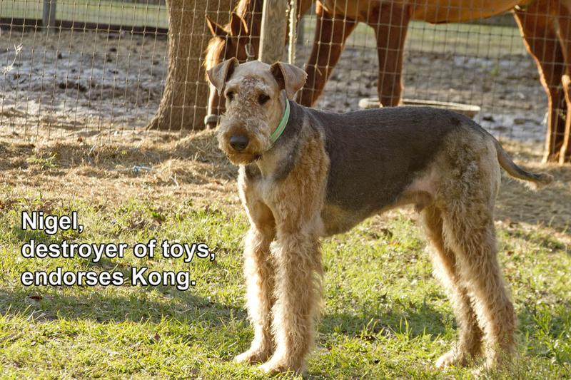 KONG Cozie Ali the Alligator Dog Toy, Medium - Chewy.com