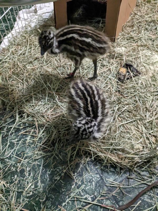 MAZURI Ratite Starter Emu & Ostrich Food, 40-lb bag - Chewy.com