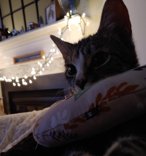 TOUCHCAT Ringlet Licking & Scratching Adjustable Pillow Cat Neck ...