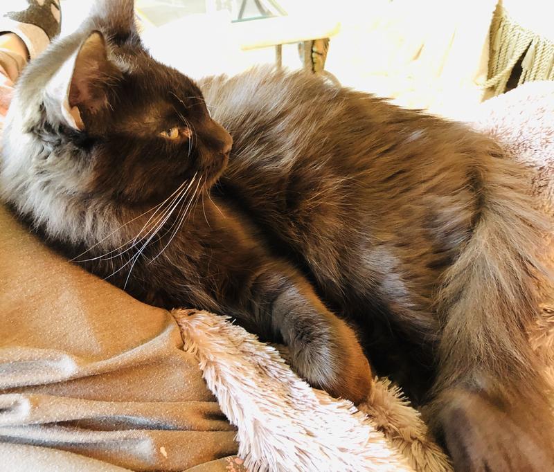 VIRBAC Epi-Otic Advanced Ear Cleaner for Dogs & Cats, 4-fl oz bottle ...