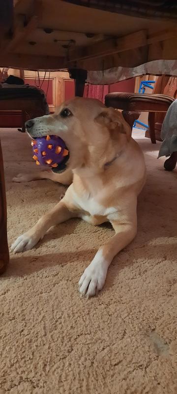 MULTIPET Spike TPR Ball Dog Toy, Color Varies - Chewy.com