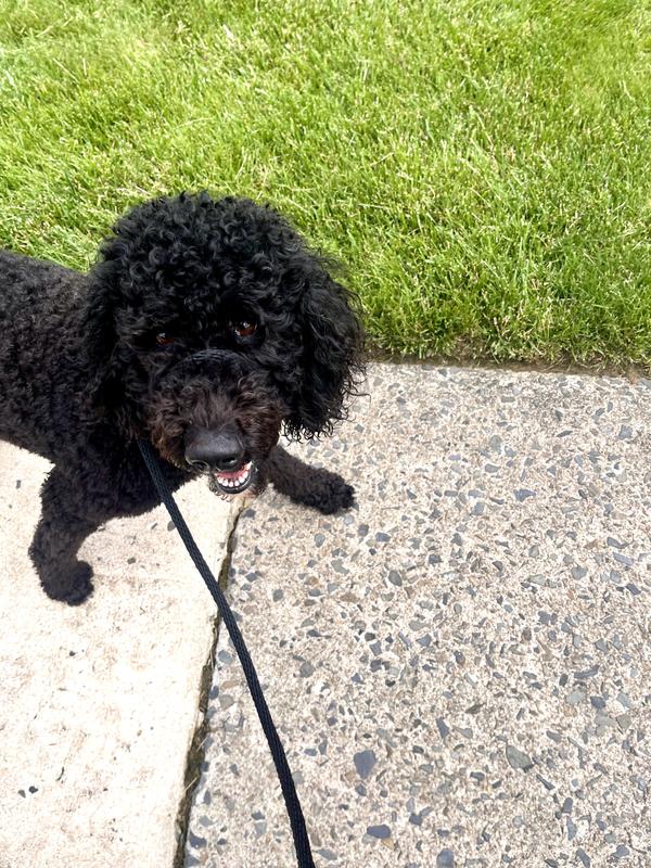 HEATHER'S HEROES The Sidekick Transitional Dog Training Leash, Blue ...