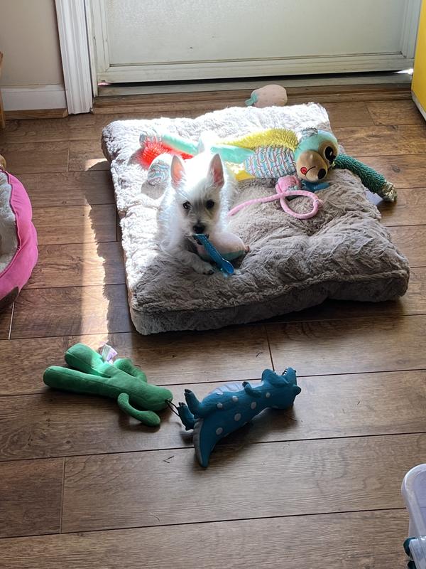 MULTIPET Loofa "Ruff" Latex Squeaky Dog Toy, Color Varies - Chewy.com