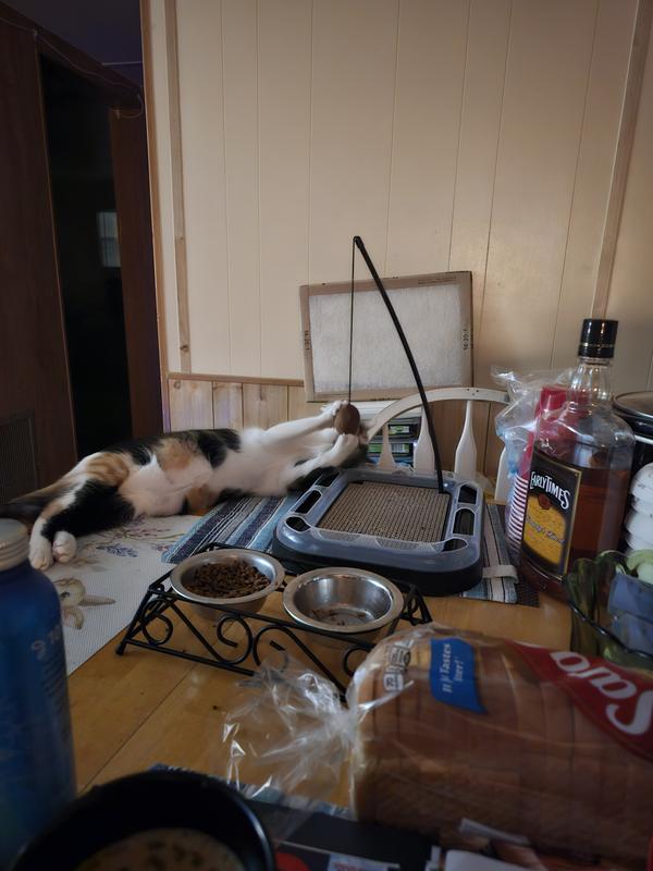 PETS FIRST NFL Football Field Cat Scratcher Toy with Catnip, Auburn ...