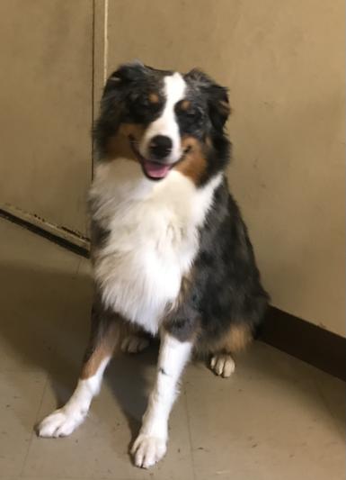 DINGO Ringo-O-O Dog Treats, 5 count - Chewy.com