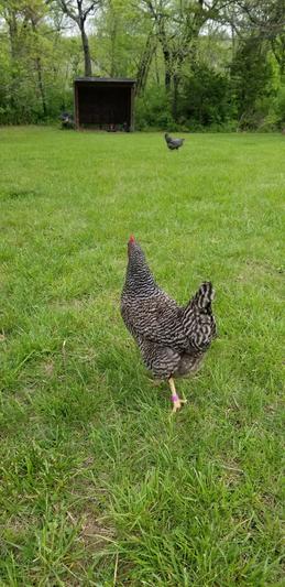 HAPPY HEN TREATS EZ Chicken Leg Bands, 24 count, Large - Chewy.com