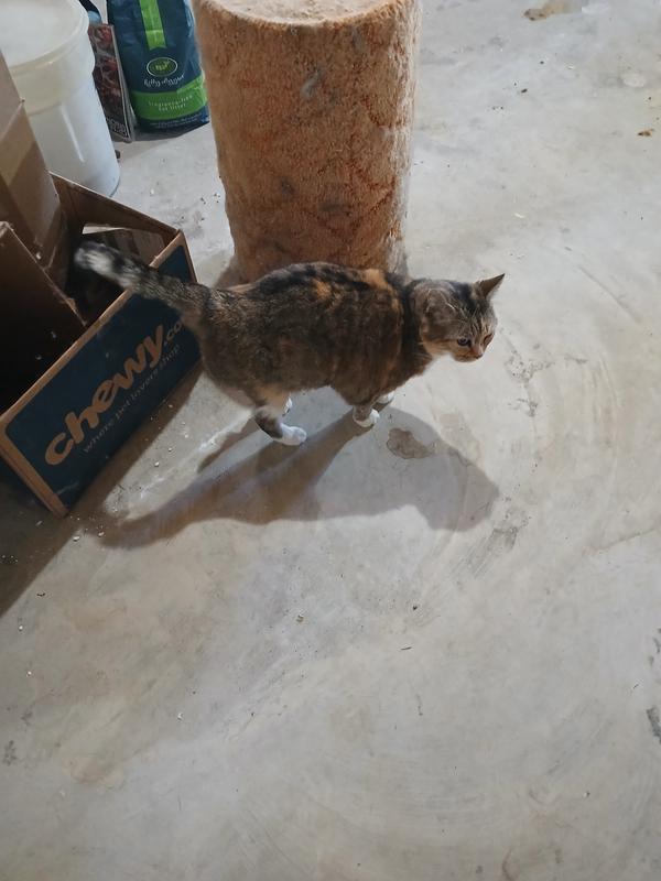 MEOW MIX Gravy Bursts Savory Chicken Flavor Mix with Gravy Filled ...