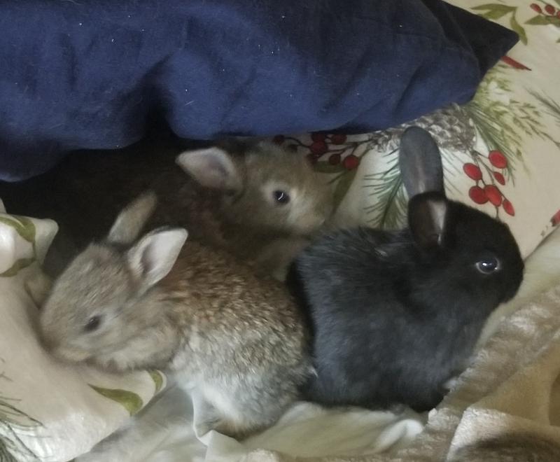 MANNA PRO Crafted & Complete Rabbit Food, 5-lb bag - Chewy.com