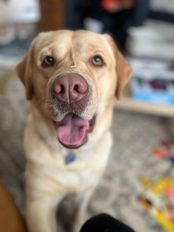 SUROLAN (miconazole nitrate, polymyxin B sulfate, prednisolone acetate ...