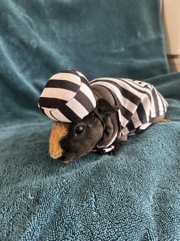 FRISCO Prisoner Guinea Pig Costume, One Size, Multi Color - Chewy.com