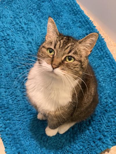 LIQUID-VET Hip & Joint Support Chicken Flavor Cat Supplement, 8-oz ...