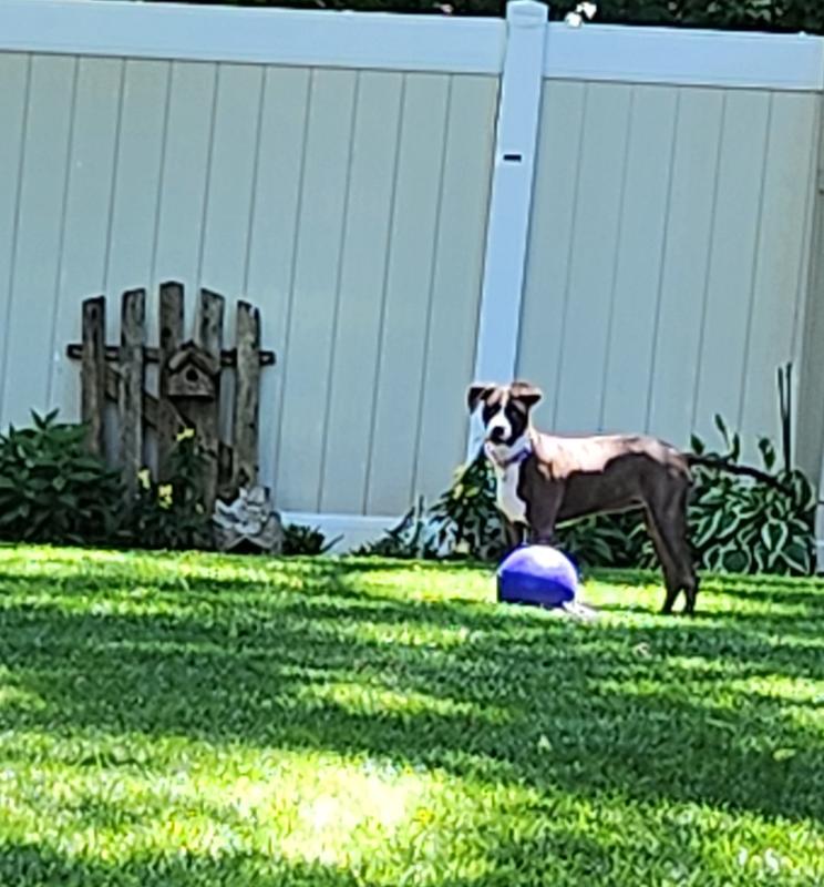JOLLY PETS Tug-n-Toss Dog Toy, Purple, 8-in - Chewy.com