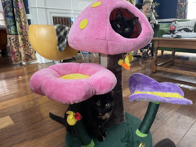 CATRY 31.1-in Mushroom Condo, Perch, Scratch Posts Cat Tree, Pink ...