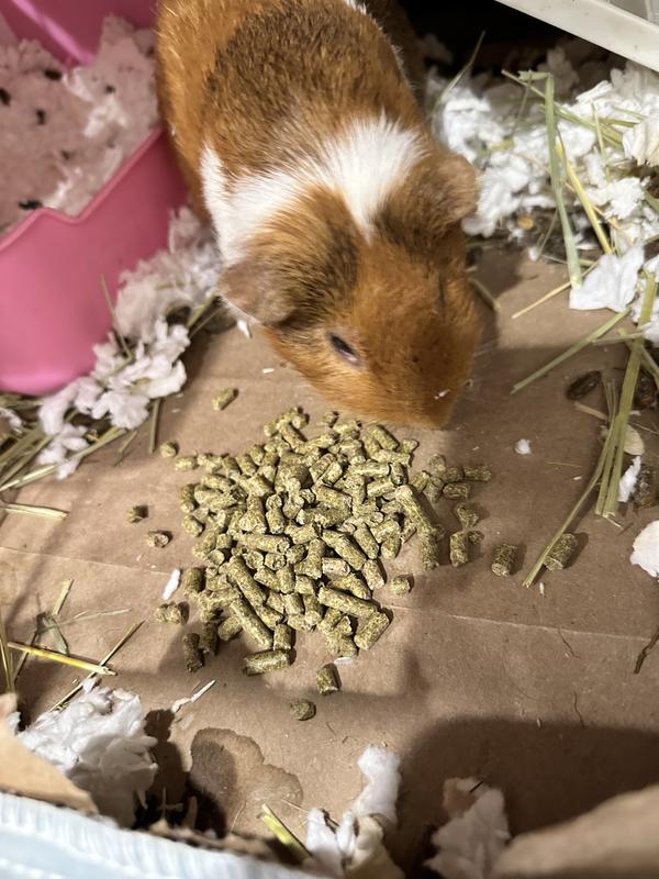 KRUSE'S PERFECTION BRAND Guinea Pig Food, 4-lb bag - Chewy.com