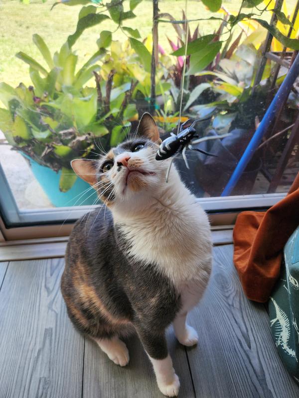 PLAYOLOGY Spider Teaser-Wands Cat Toy, Multicolor - Chewy.com