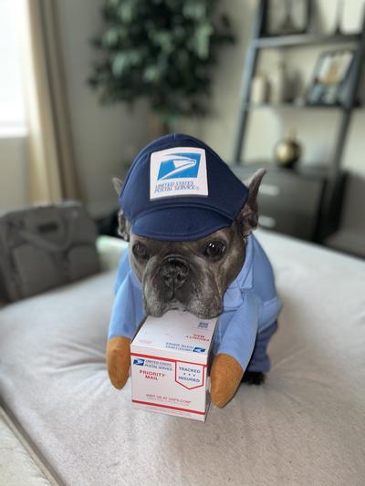 CALIFORNIA COSTUMES USPS Delivery Driver Dog & Cat Costume, Medium ...