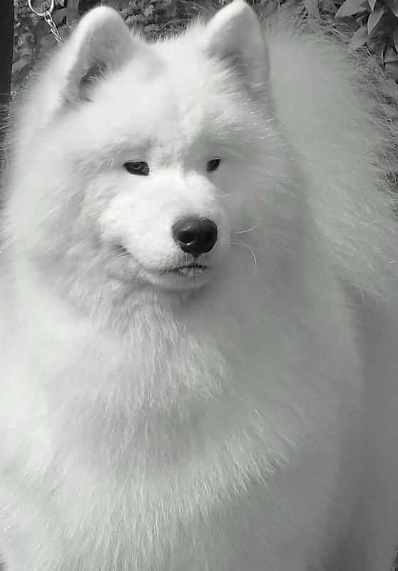 VICTOR Classic Hi-Pro Plus Formula Dry Dog Food, 50-lb bag - Chewy.com