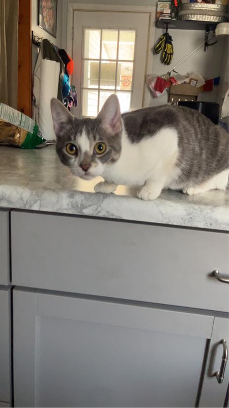 THE HONEST KITCHEN Perfect Form Herbal Digestive Dog & Cat Supplement ...